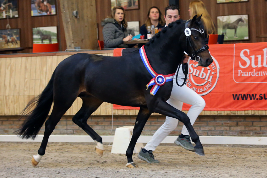 NRPS voegt 36 hengsten toe aan bestand - Nieuws.Horse